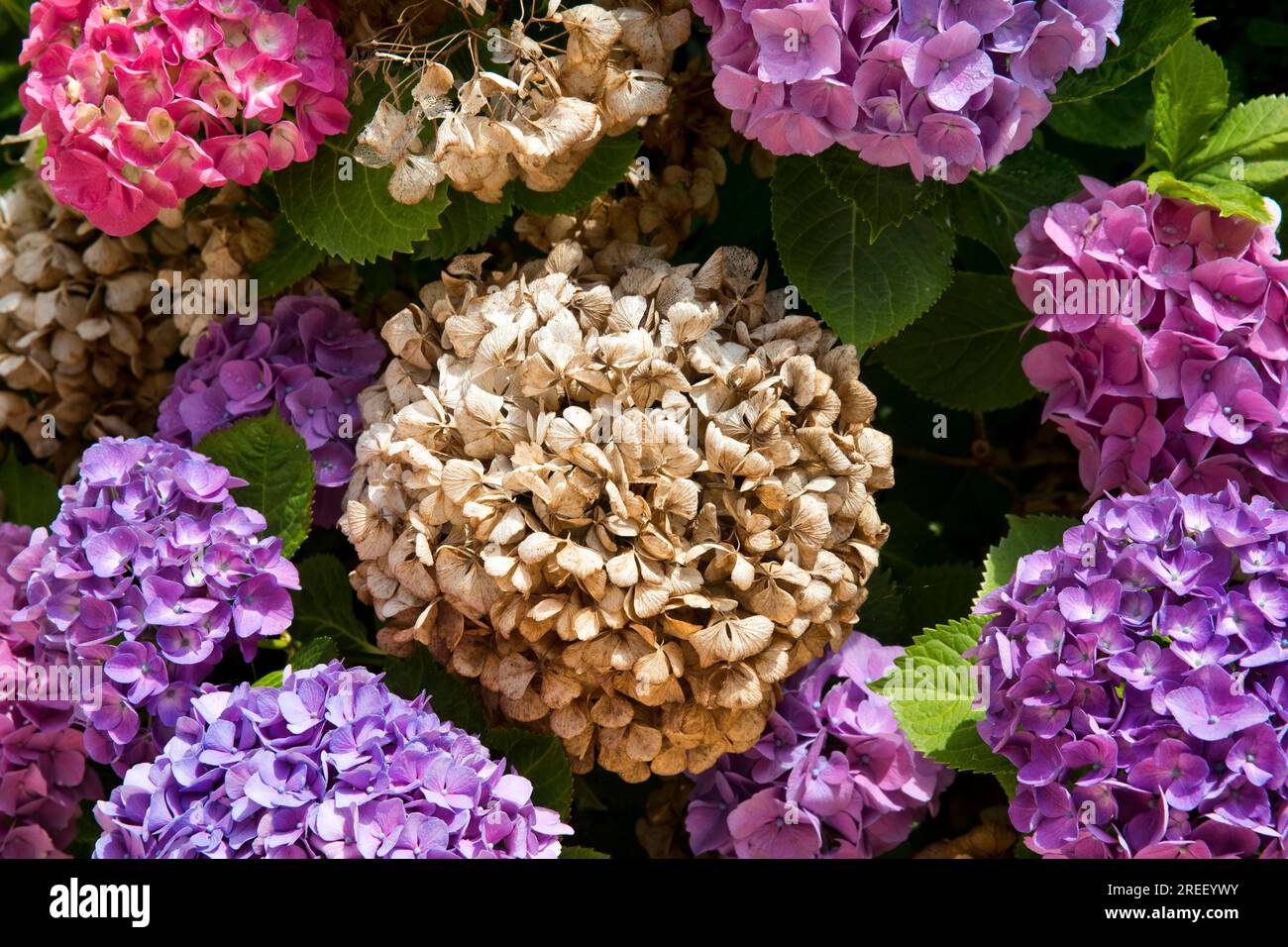 Mixed-coloured flowers of a single bigleaf hydrangea (Hydrangea ...