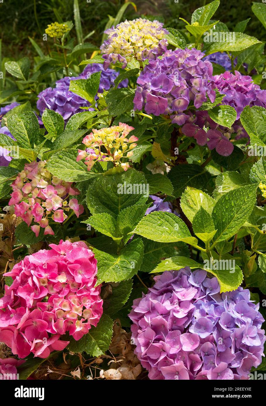 Mixed-coloured flowers of a single bigleaf hydrangea (Hydrangea ...