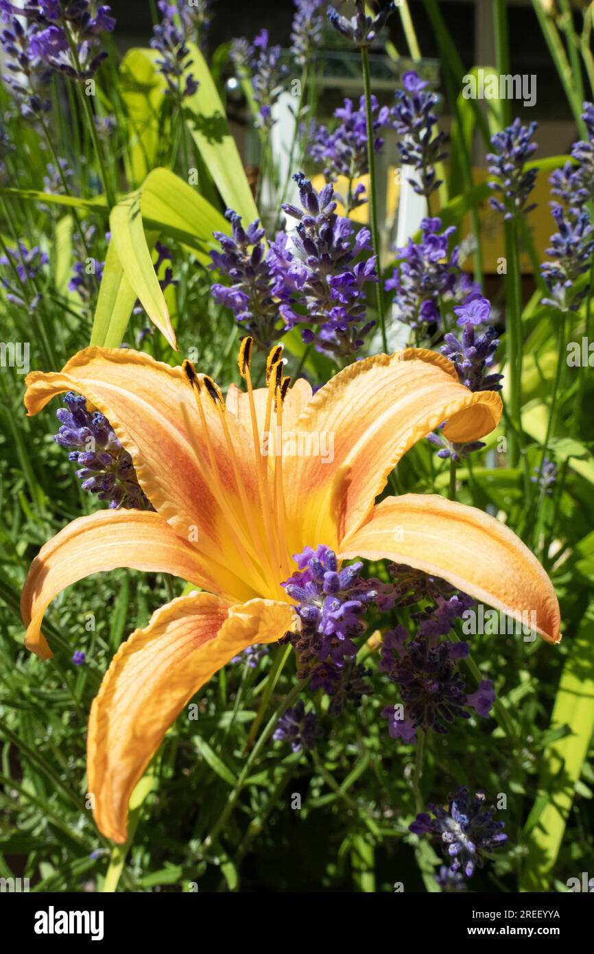 Flowering daylily (Hemerocallis fulva) amidst a flowering lavender ...