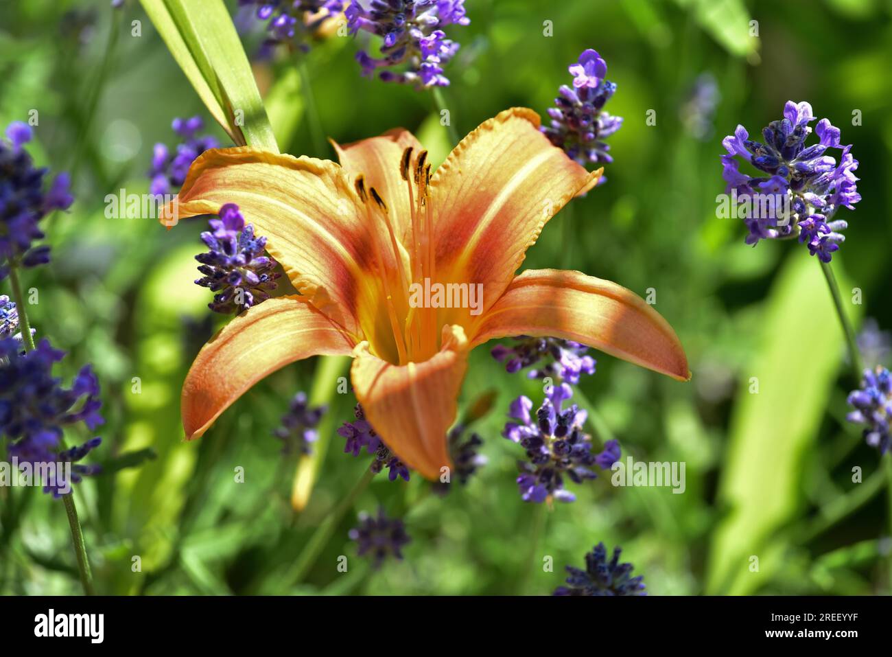 Flowering daylily (Hemerocallis fulva) amidst a flowering lavender ...
