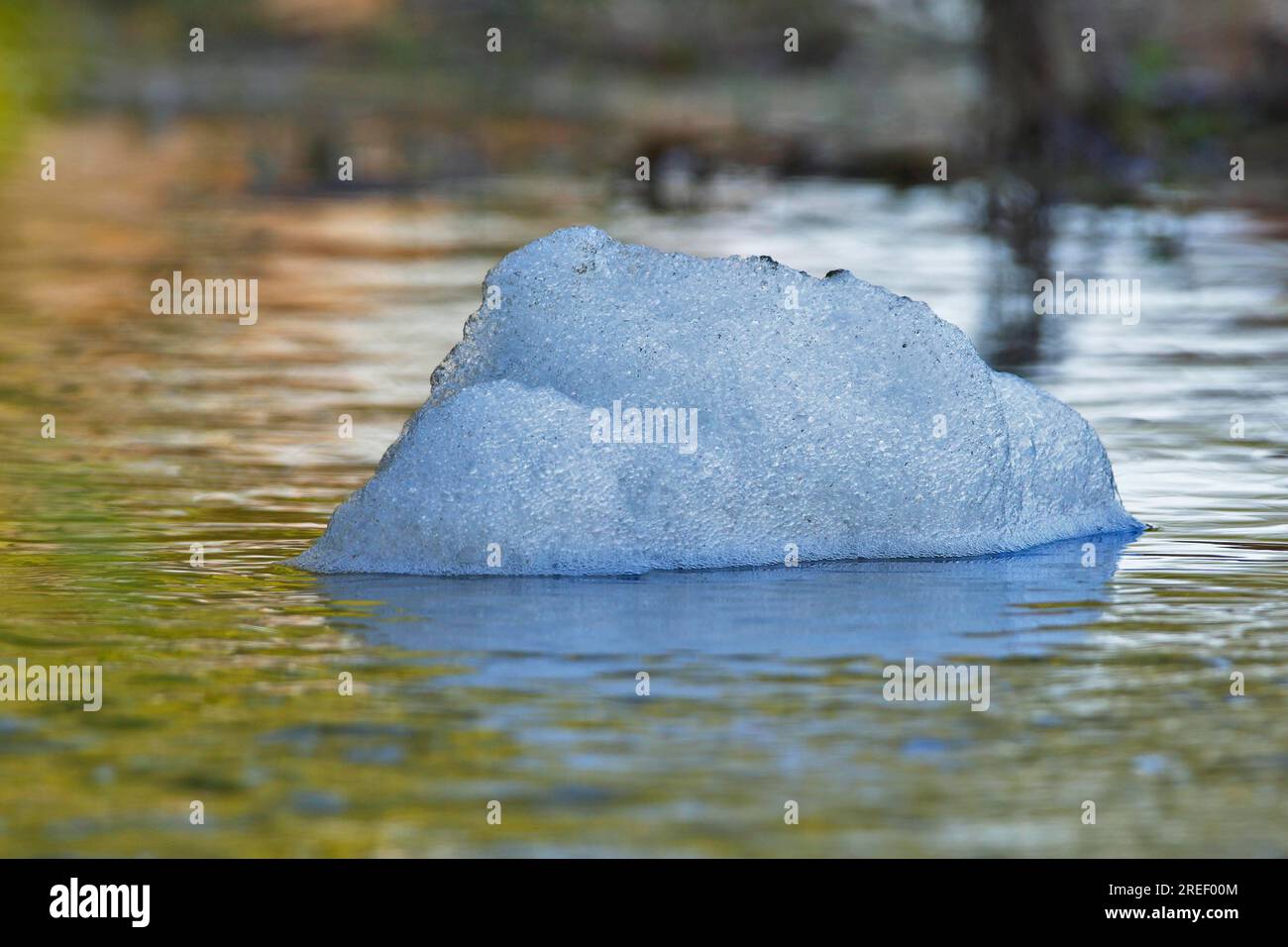 Foamed dead protein on the Mulde River, Middle Elbe Biosphere Reserve ...