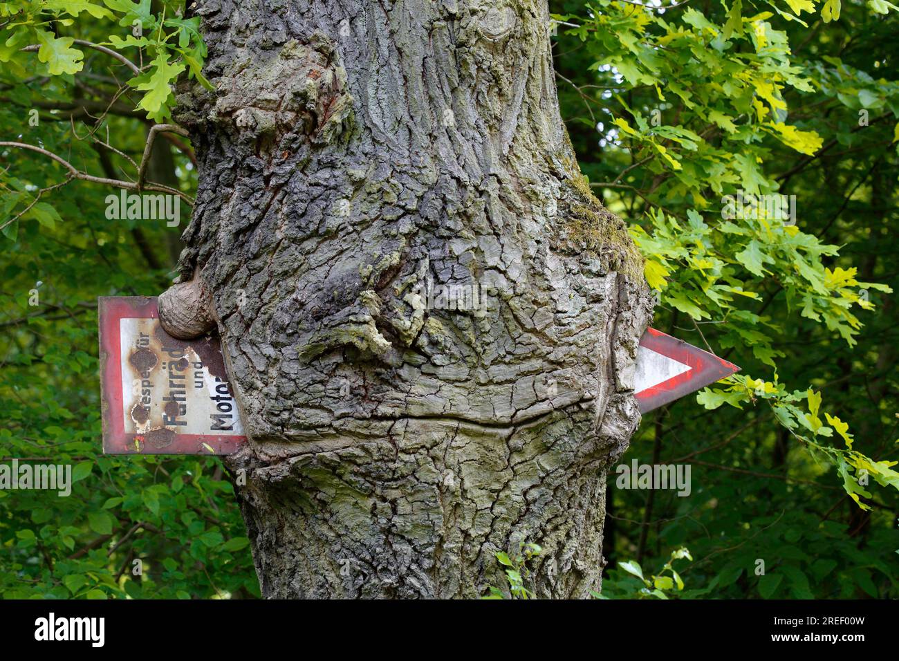 Ingrown sign in a tree, Middle Elbe Biosphere Reserve, Saxony-Anhalt ...