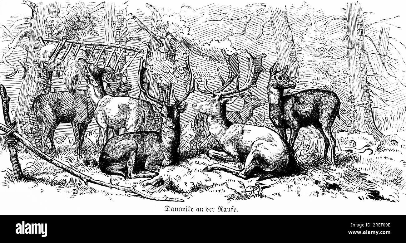 Fallow deer at the rack, Hubertus hunt, hunting scenes, wild animals ...