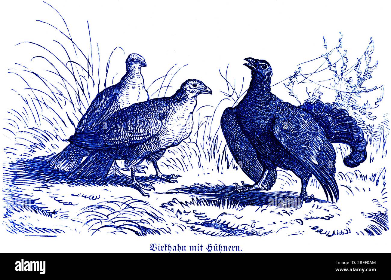 Black grouse with hens, Hubertus hunting and hunting scenes, wildlife ...