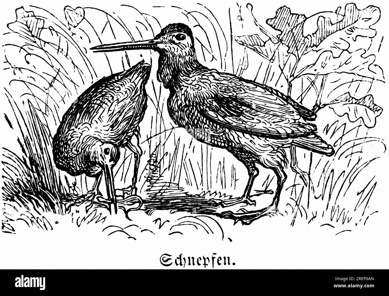 Two woodcocks, Hubertus hunt, hunting scenes, wild animals, nature ...