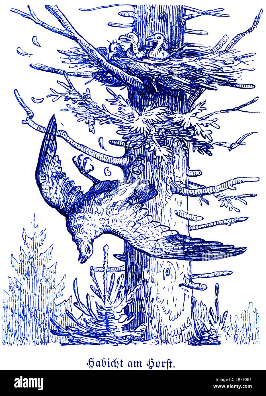 Goshawk at the eyrie, Hubertus hunting and hunting scenes, wild animals ...