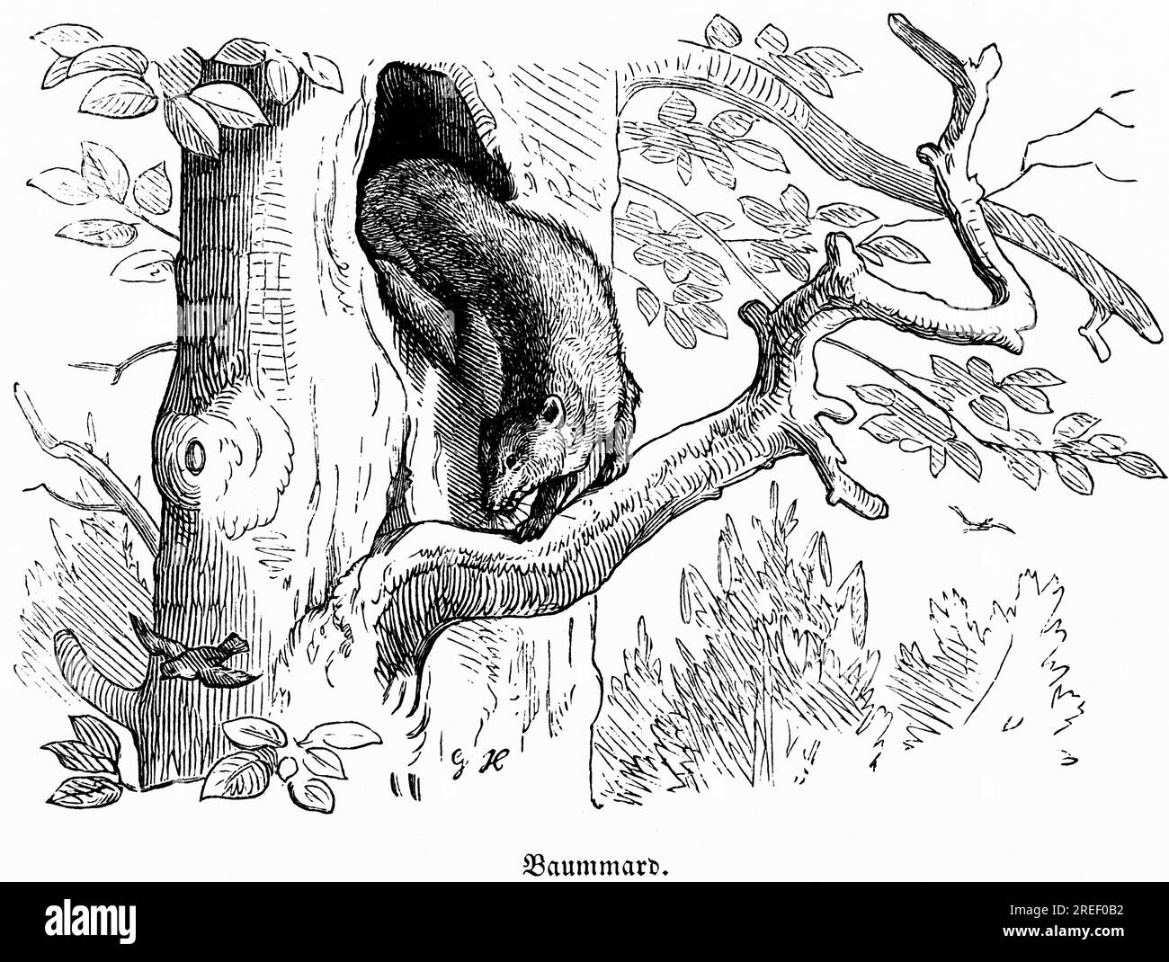 Pine marten, Hubertus hunting and hunting scenes, wild animals, tree ...