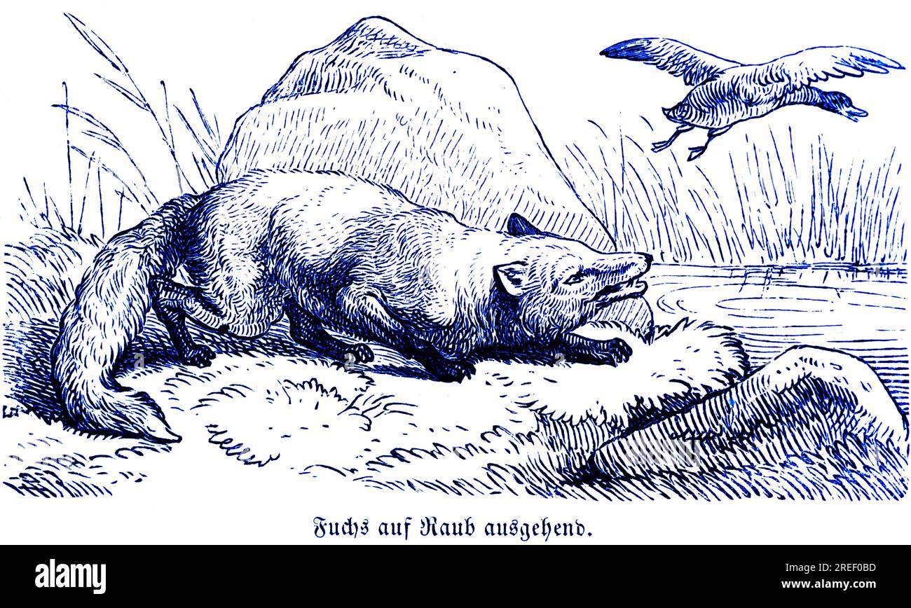 Fox on the prowl, Hubertus hunting and hunting scenes, wild animals ...