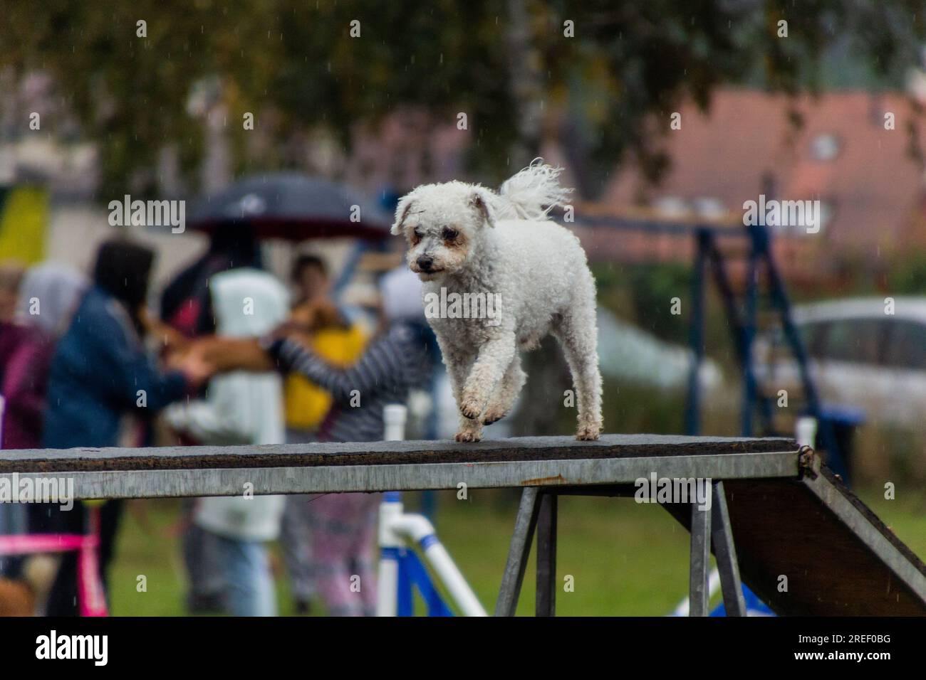 Dog running over obstacle during agility competition Stock Photo - Alamy