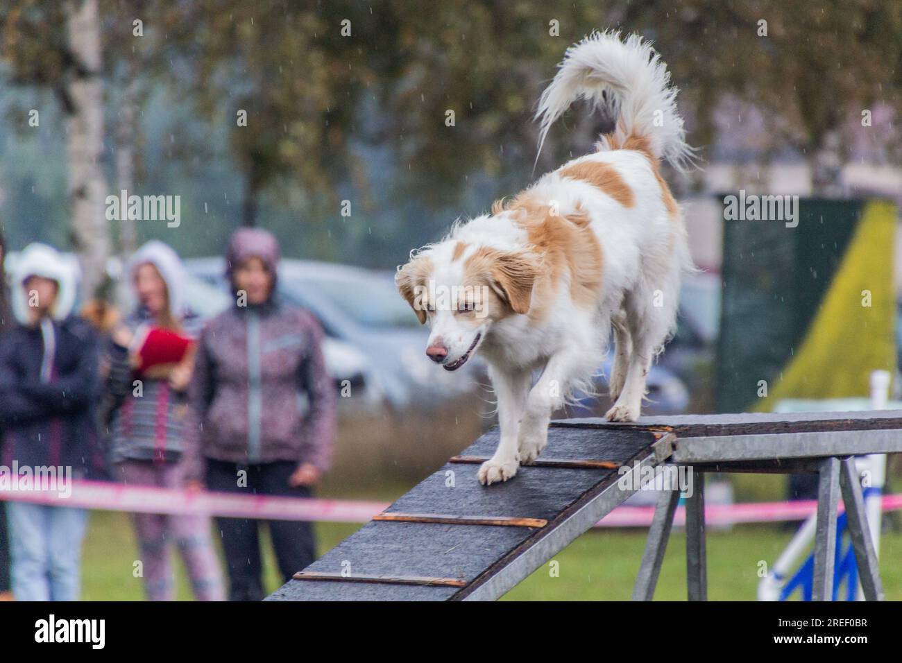 Dog running over obstacle during agility competition Stock Photo - Alamy