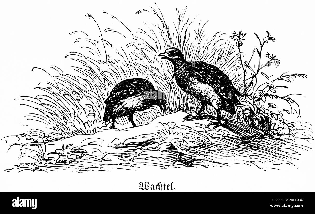 Two quails, Hubertus hunting and hunting scenes, wild animals, nature ...