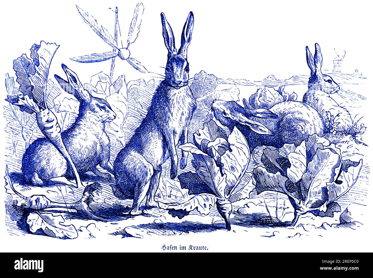 Three hares in the cabbage, Hubertus hunting and hunting scenes, wild ...