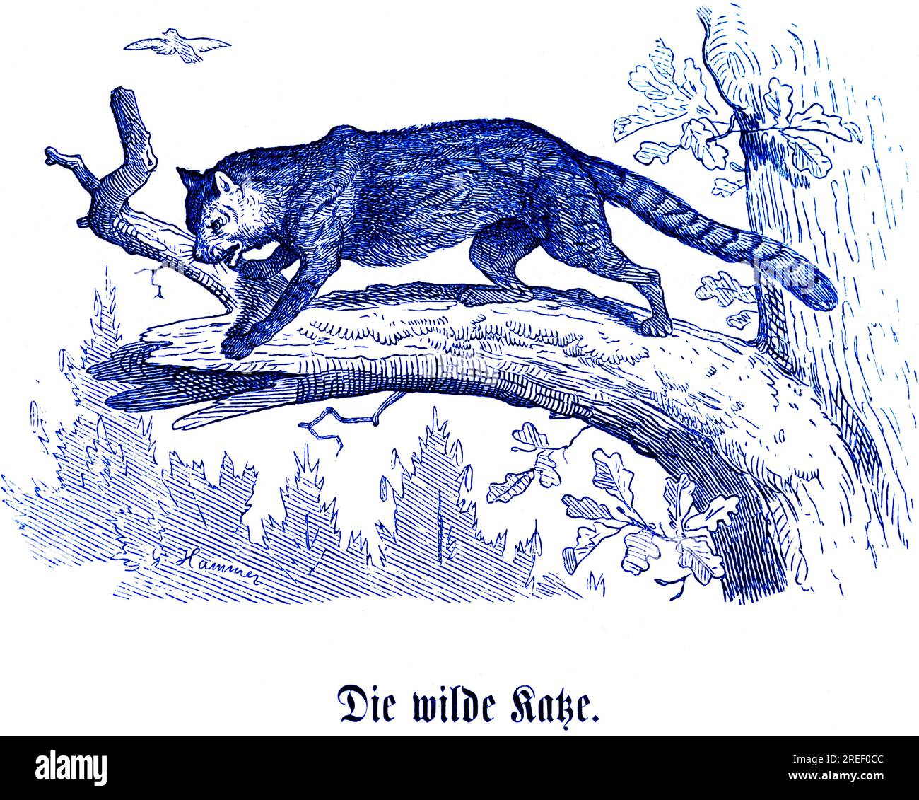 Wild cat, Hubertus hunting and hunting scenes, wild animals, forest ...
