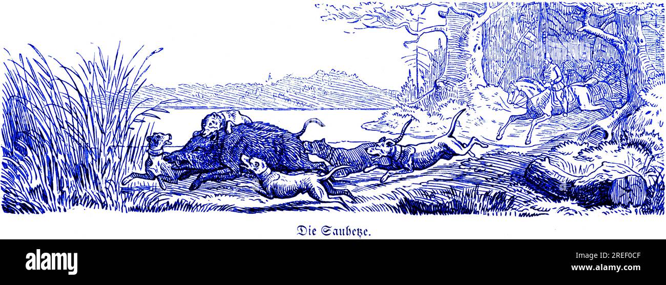 Boar Rush, Wild Boar, Hubertus Hunting and Hunting Scenes, Wild Animals ...