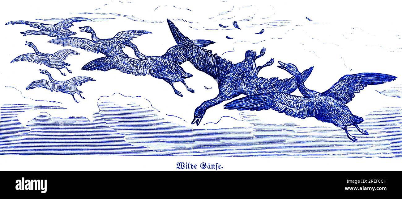 Wild geese in a flock, Hubertus hunting and hunting scenes, wild ...