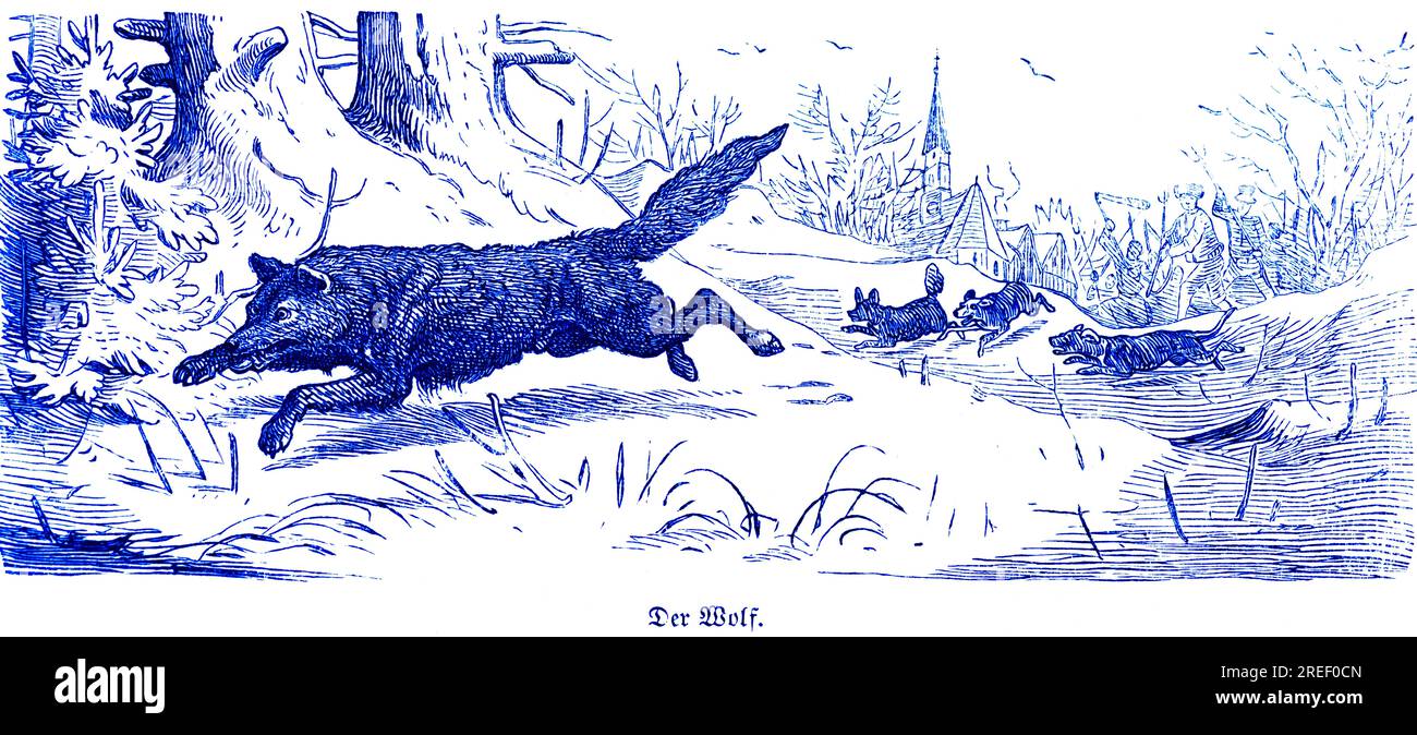 Wolf illustration canis lupus hi-res stock photography and images - Alamy