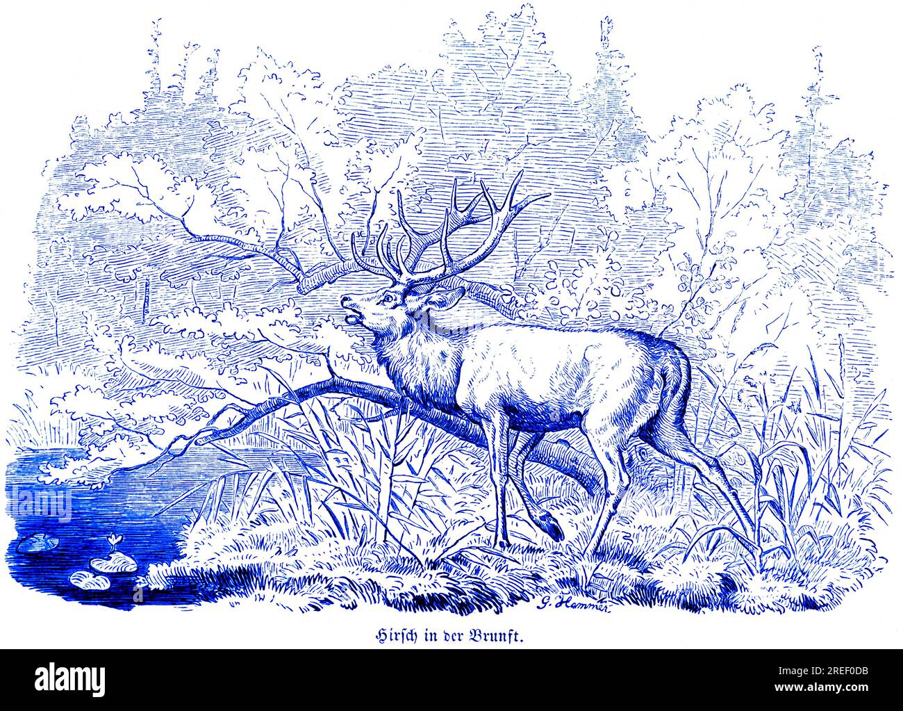 Stag in water Cut Out Stock Images & Pictures - Alamy