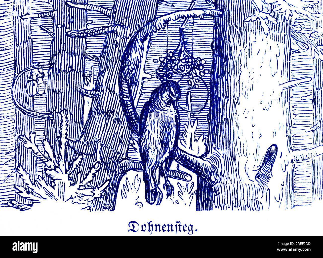 Krammetsvogel caught in Dohnensteg, trap for birds, Hubertus hunting ...