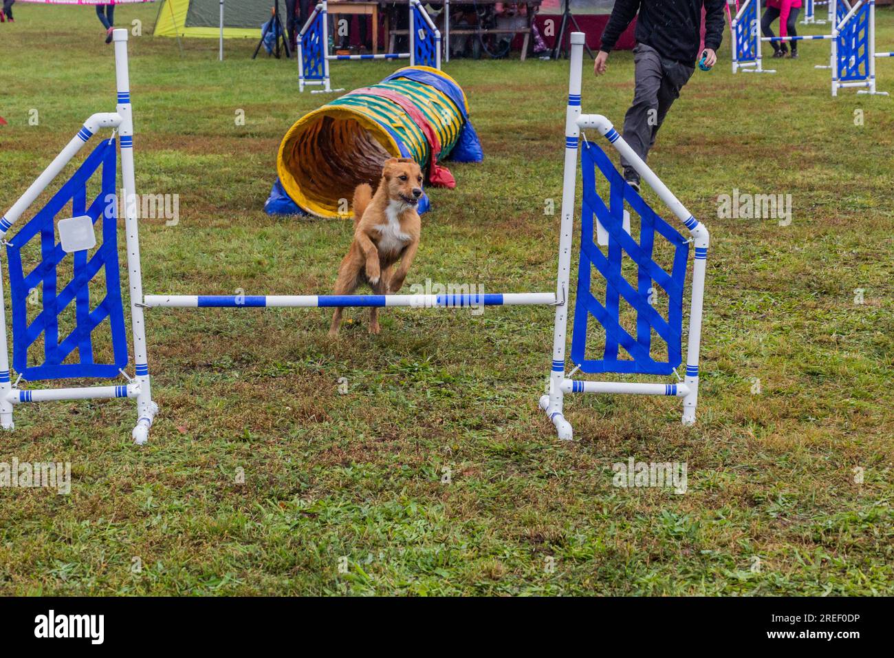 Agility hurdles hi-res stock photography and images - Alamy