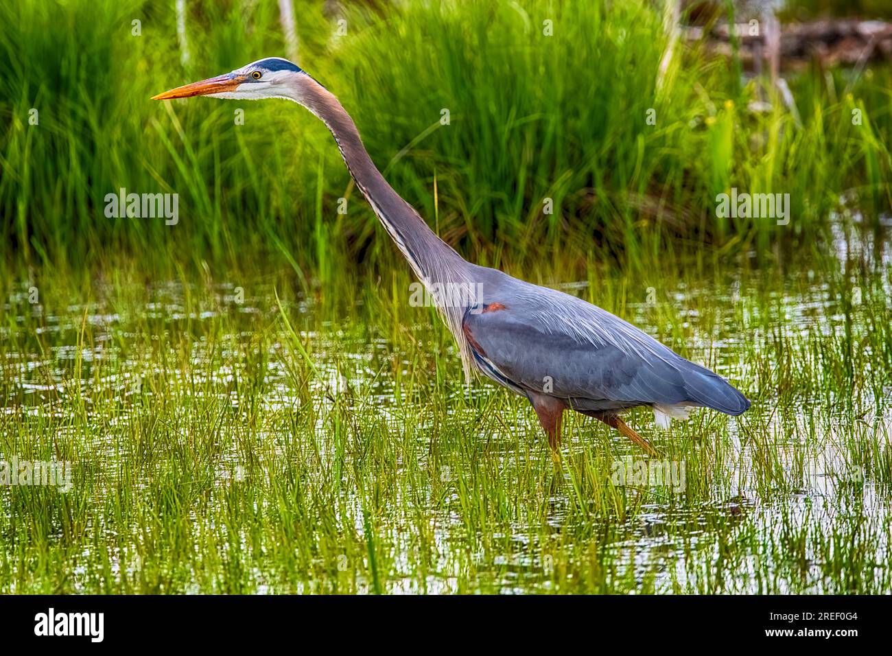 Great Blue Heron At Presque Isle State Park Stock Photo - Alamy