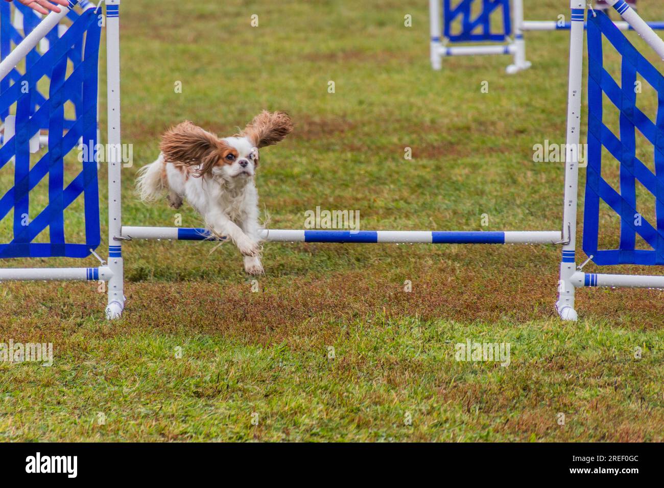 Dog jumping over a hurdlee during agility competition Stock Photo - Alamy