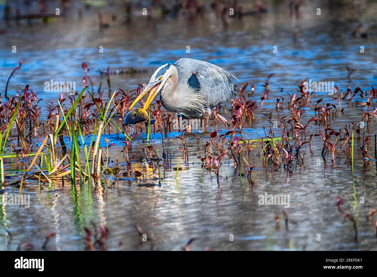Great Blue Heron At Presque Isle State Park Stock Photo - Alamy