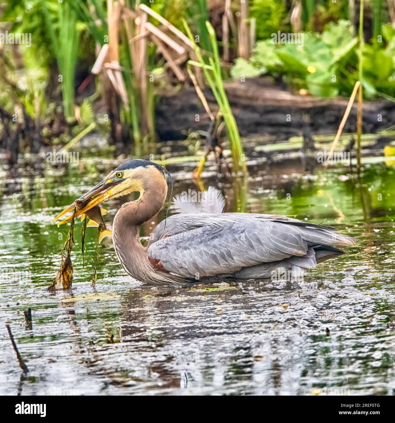 Great Blue Heron At Presque Isle State Park Stock Photo - Alamy