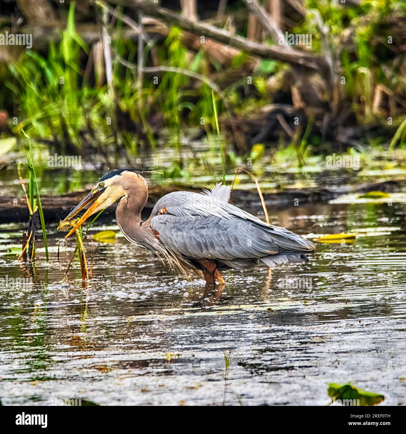 Great Blue Heron At Presque Isle State Park Stock Photo - Alamy