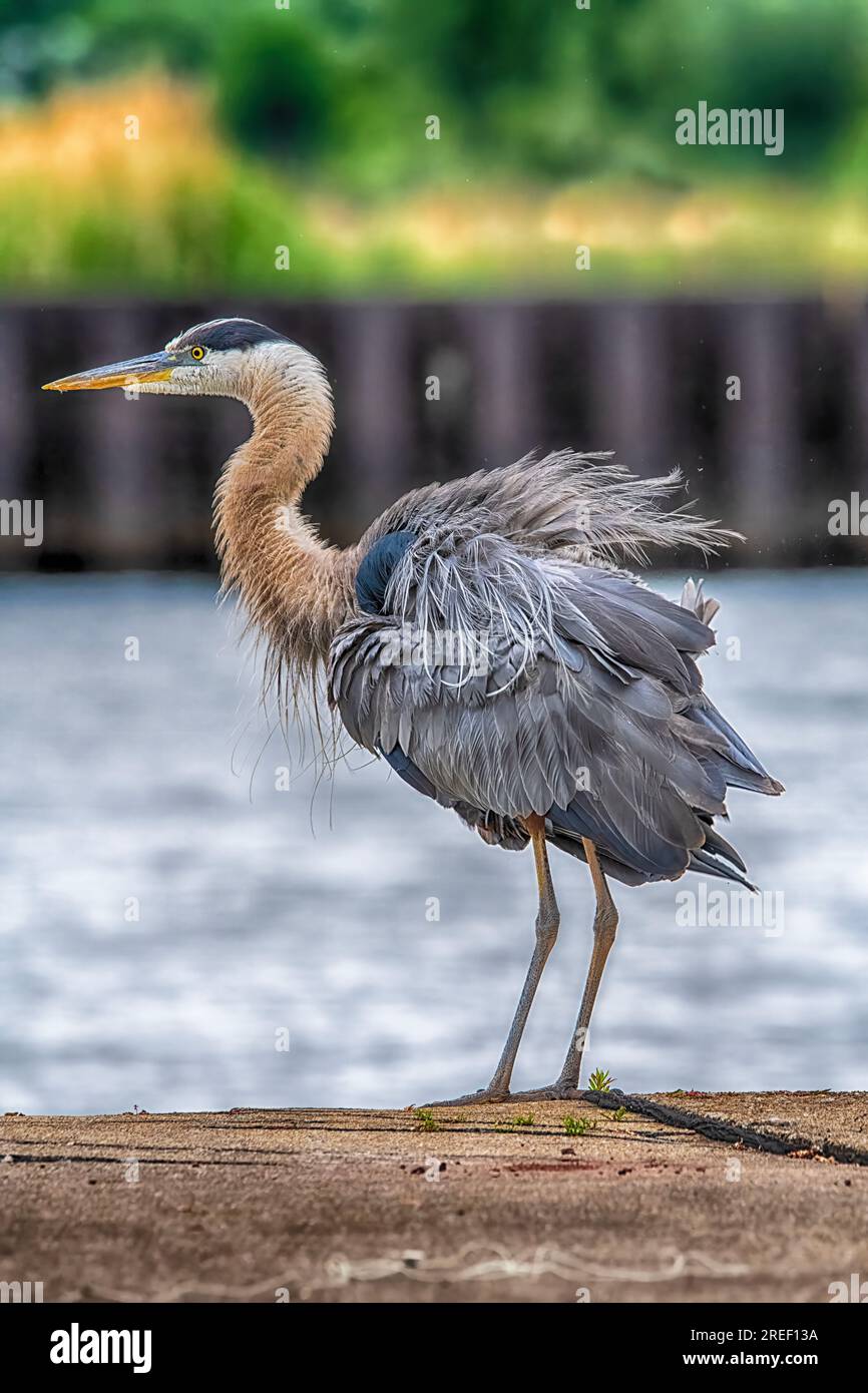 Great Blue Heron At Presque Isle State Park Stock Photo - Alamy