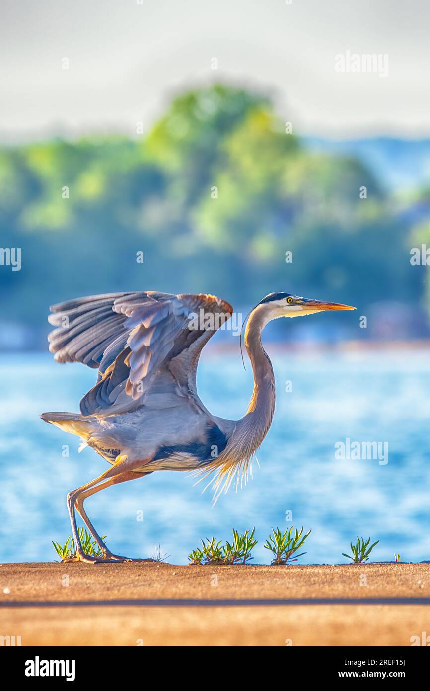 Great Blue Heron At Presque Isle State Park Stock Photo - Alamy