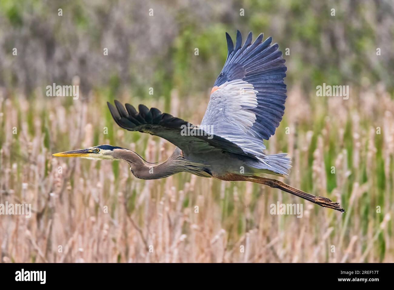 Great Blue Heron At Presque Isle State Park Stock Photo - Alamy