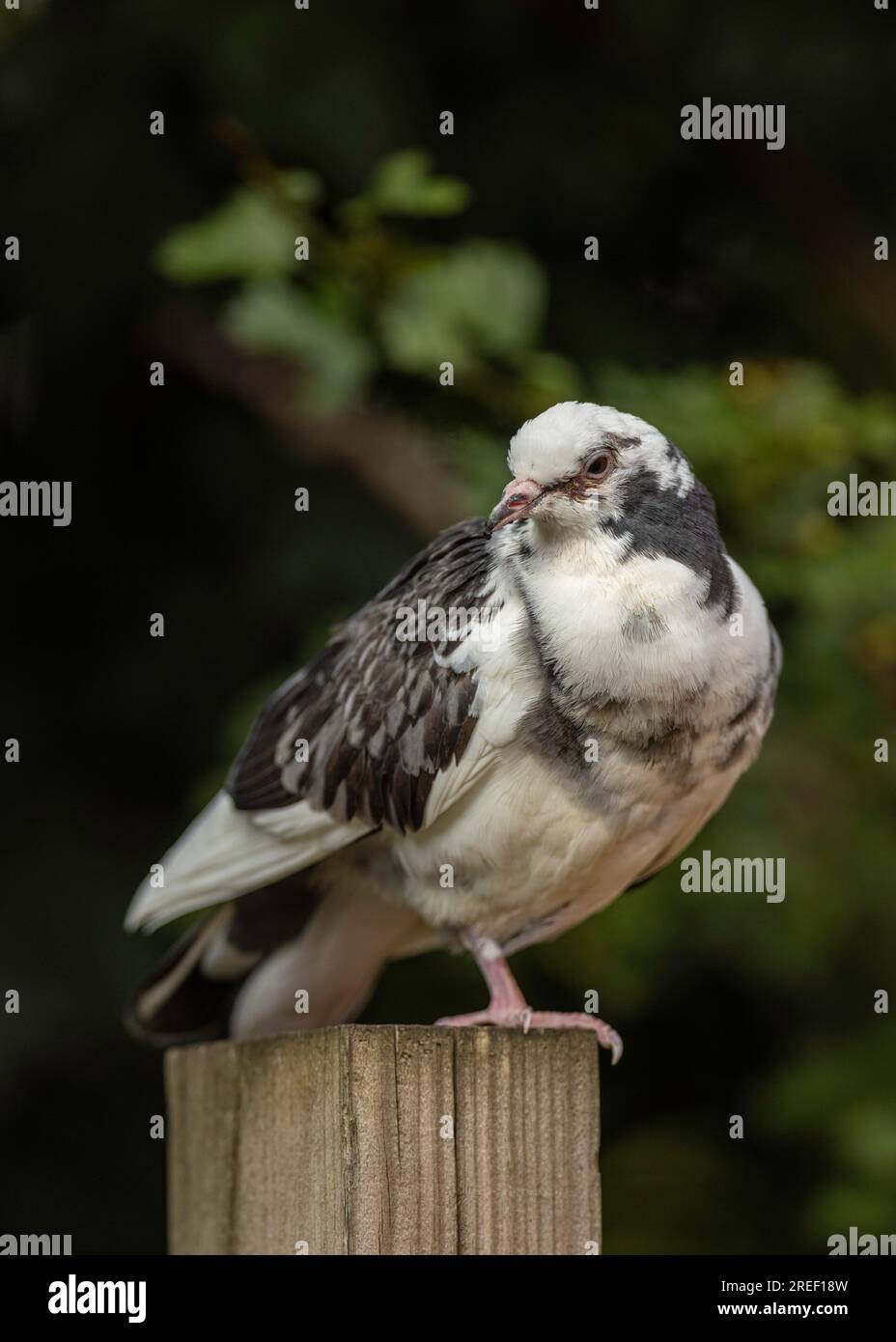 Black and White Pigeon Stock Photo - Alamy