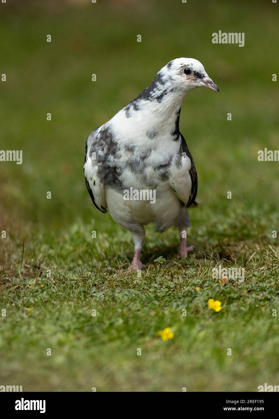 Rarepigeonenthusiasts hi-res stock photography and images - Alamy