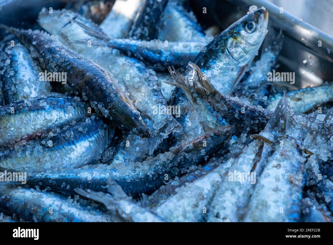 selective focus, salt-coated sardines ready for grilling Stock Photo ...