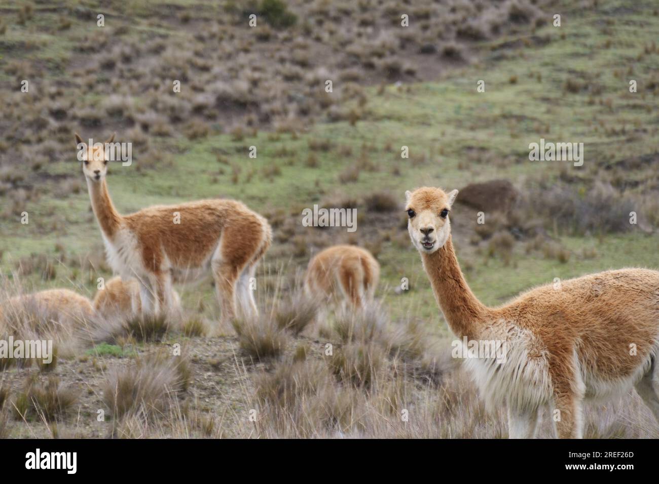Vicunas grazing hi-res stock photography and images - Alamy