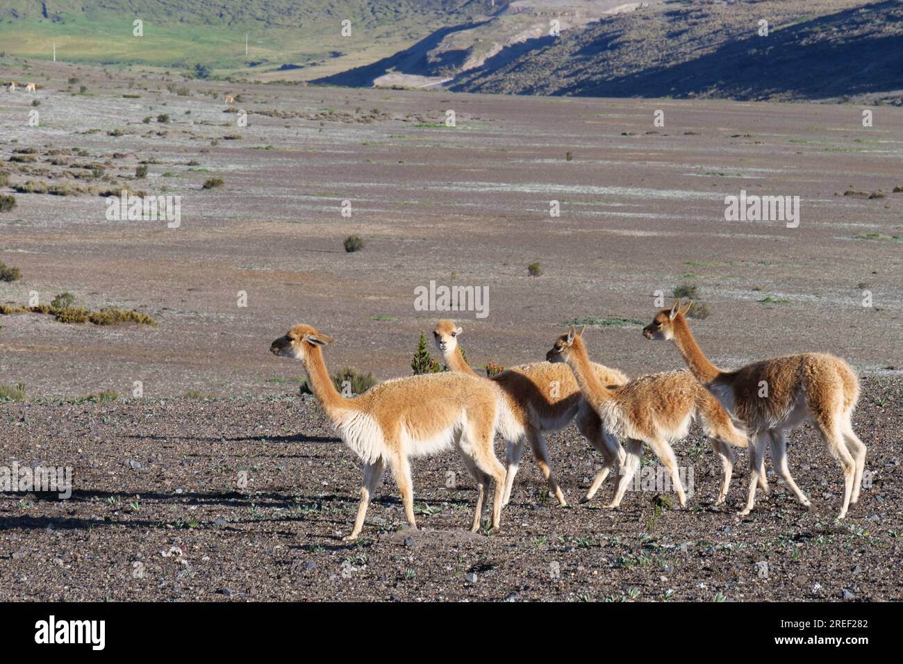 A herd of vicuñas in their natural habitat. Location: Chimborazo ...