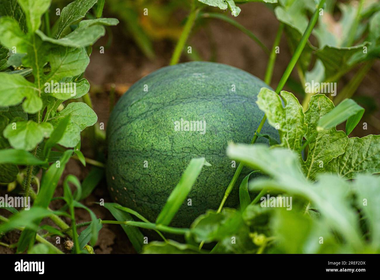Watermelon Crop in Rural Landscape. watermelon plantation in ...