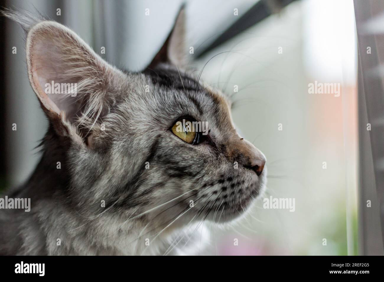 View of young Maine Coon cat Stock Photo - Alamy