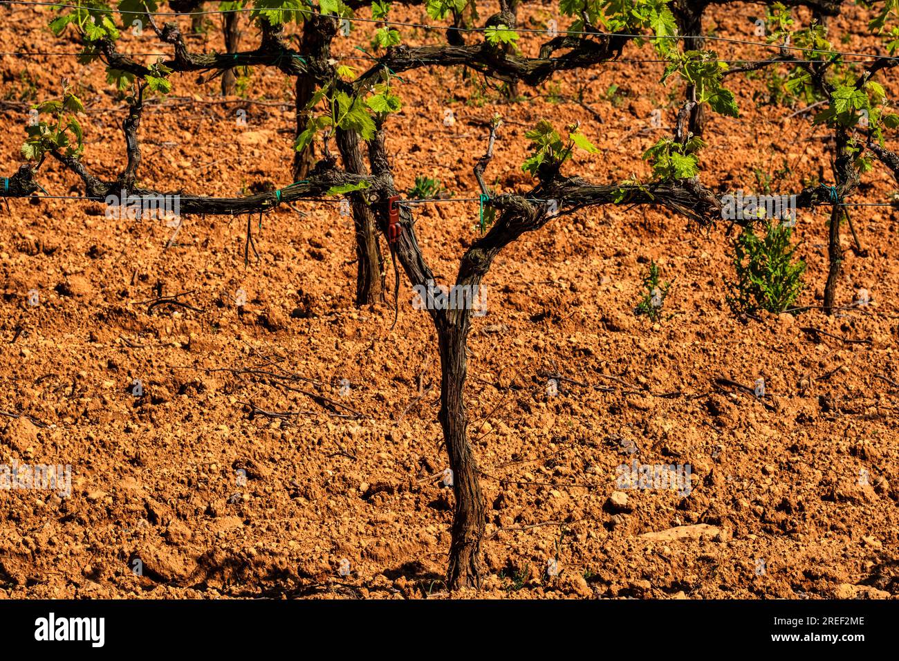 Old grape vine steam hi-res stock photography and images - Alamy
