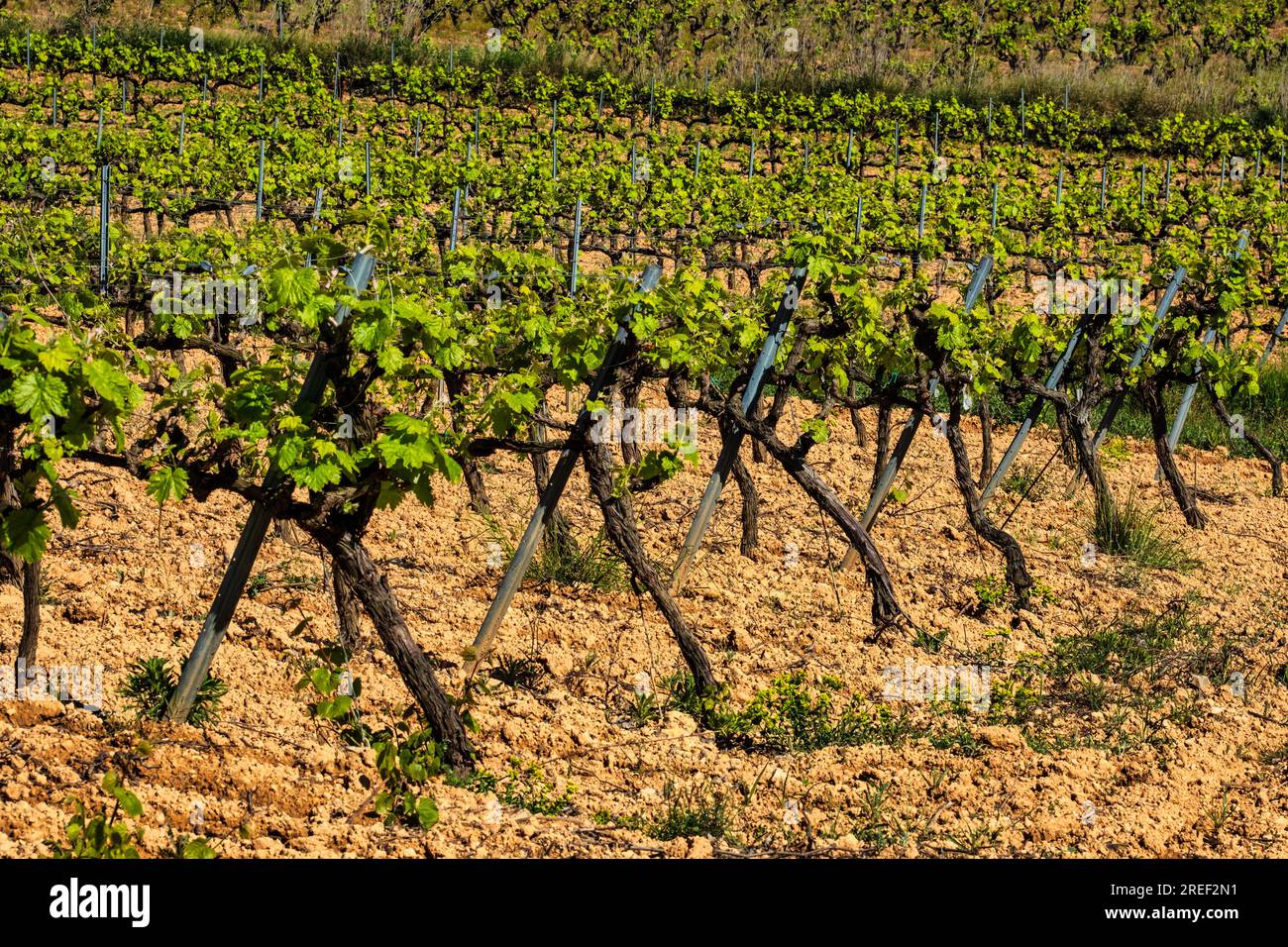 Old grape vine steam hi-res stock photography and images - Alamy
