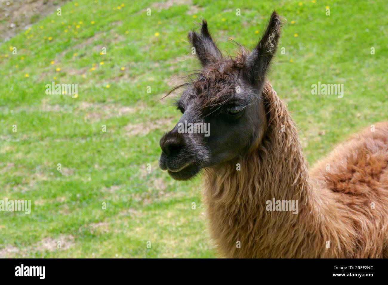 Side profile of head of brown llama Stock Photo - Alamy