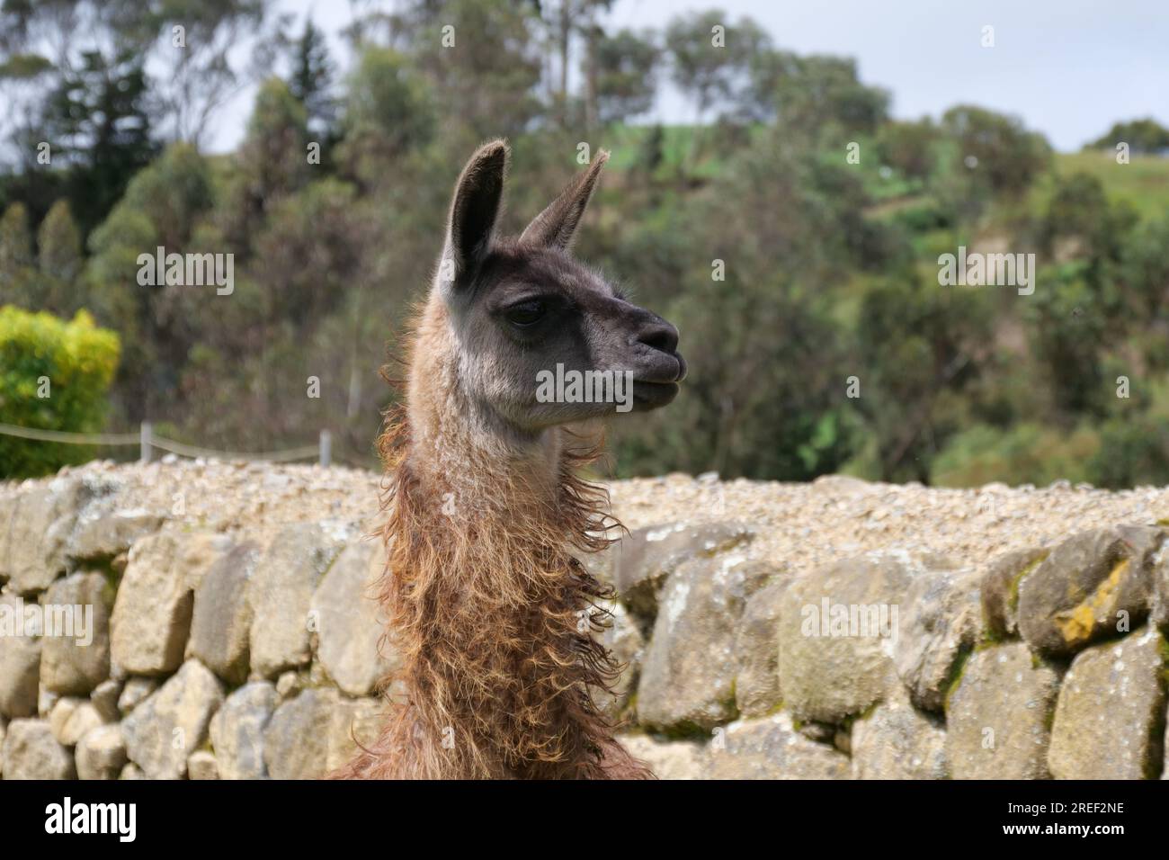 Llama side profile hi-res stock photography and images - Alamy