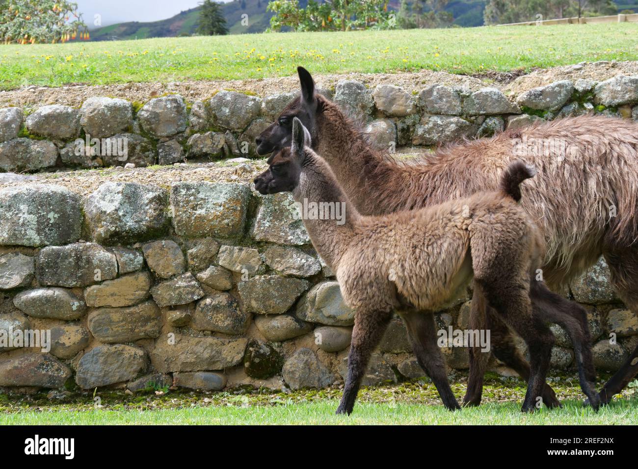 Baby llama mother hi-res stock photography and images - Alamy