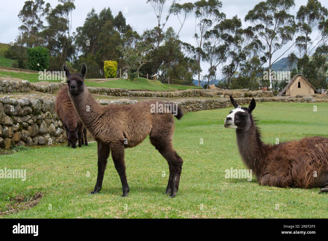 Baby llama mother hi-res stock photography and images - Alamy