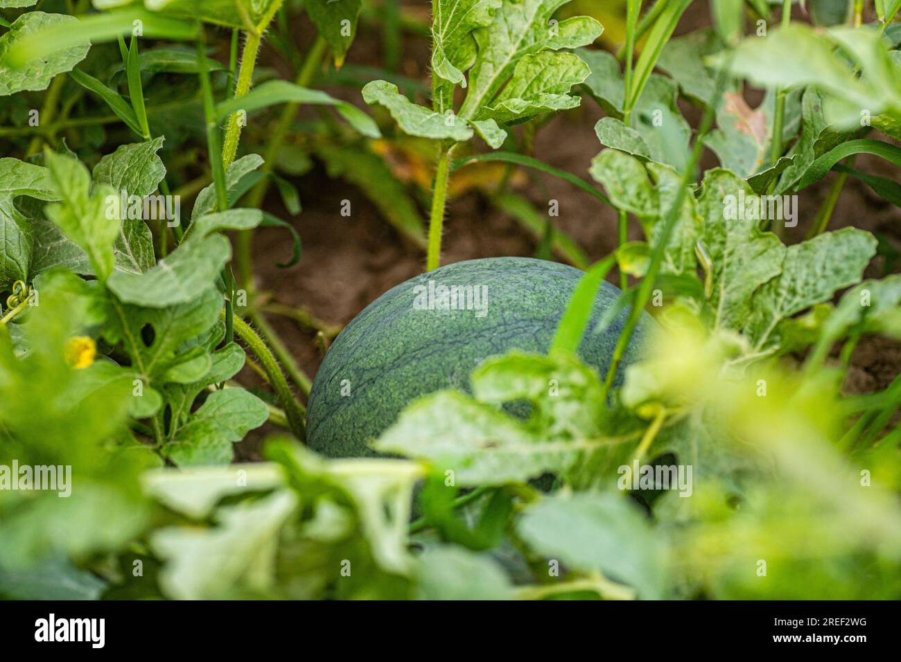 Juicy Watermelon on the Vine: watermelon growth as it thrives under the ...