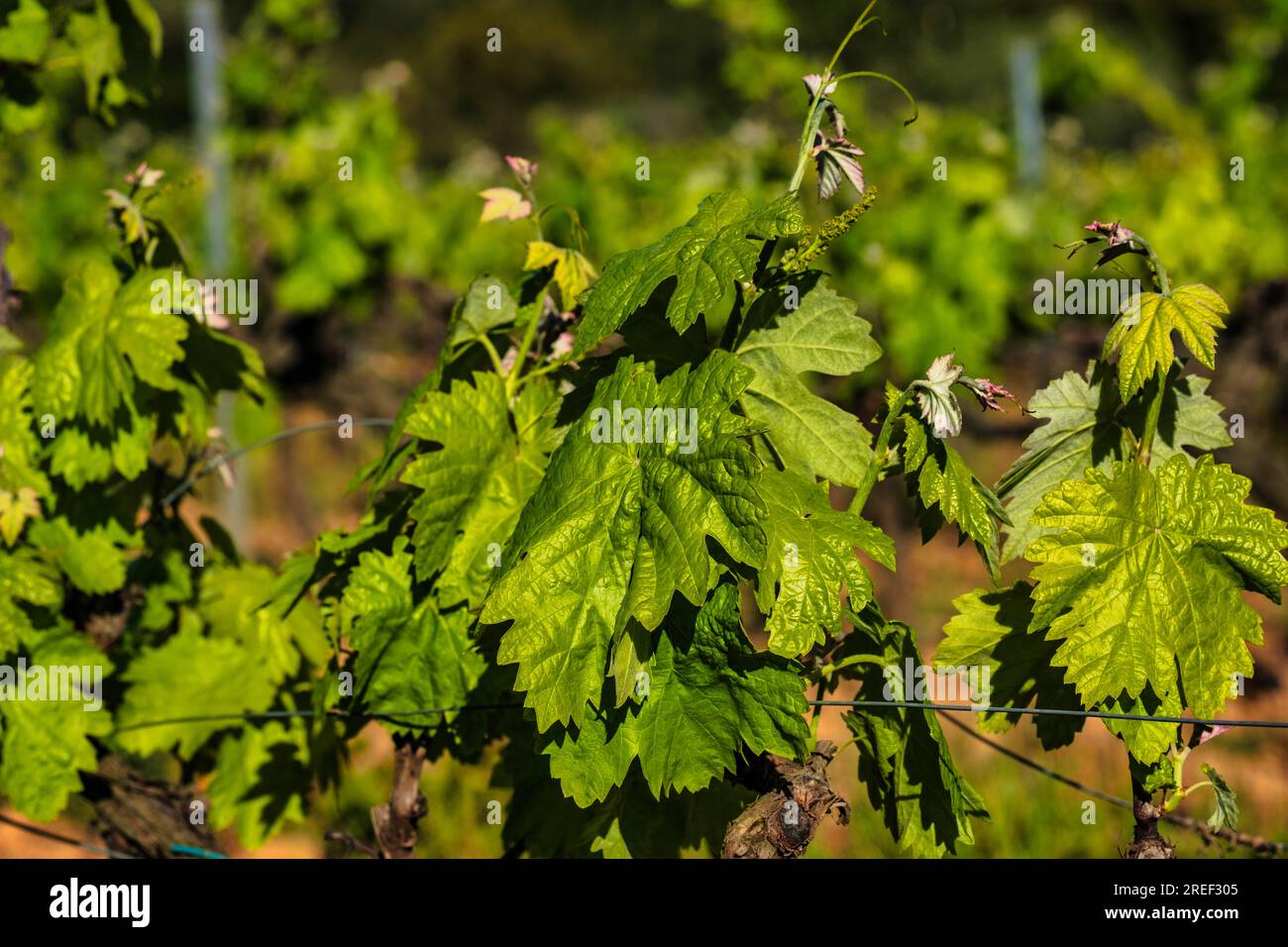 Traditional Mediterranean vineyards. Grape vine steam. Landscape with ...