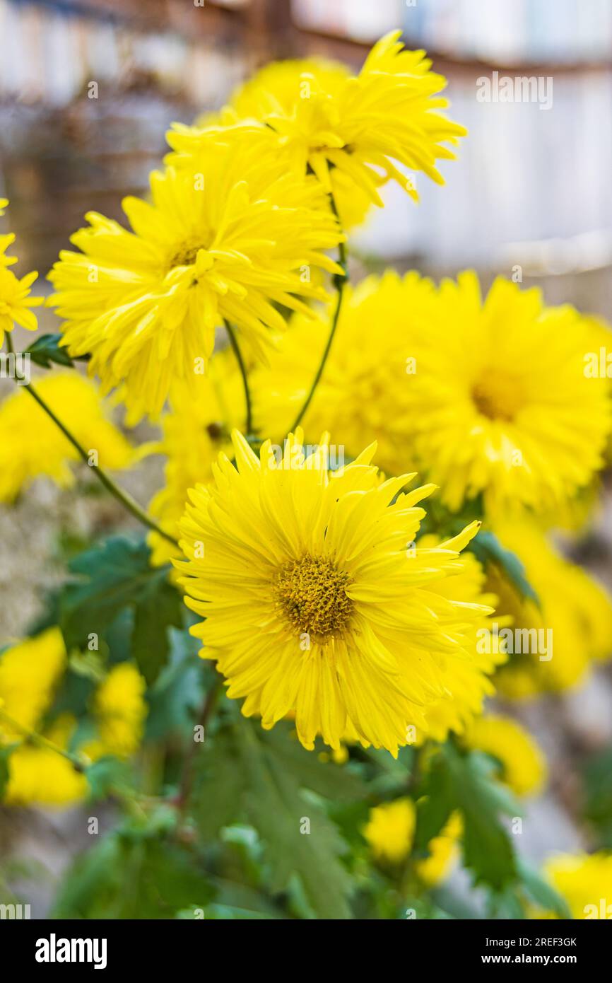 Berna Bugh, Kangan, Jammu and Kashmir, India. Bright yellow flowers in ...