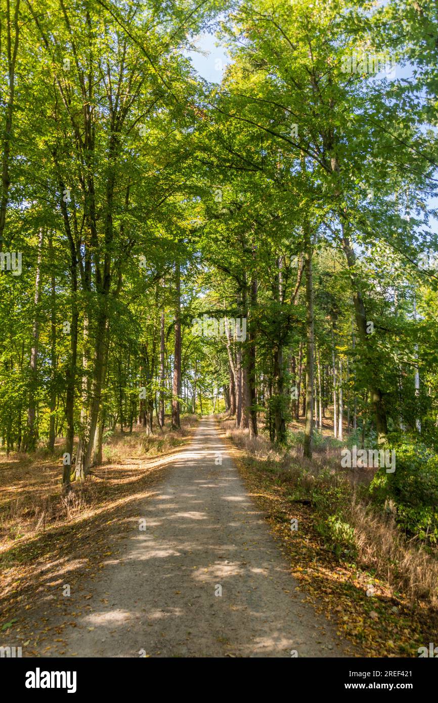 Path in a forest near Cesky Sternberk, Czech Republic Stock Photo - Alamy