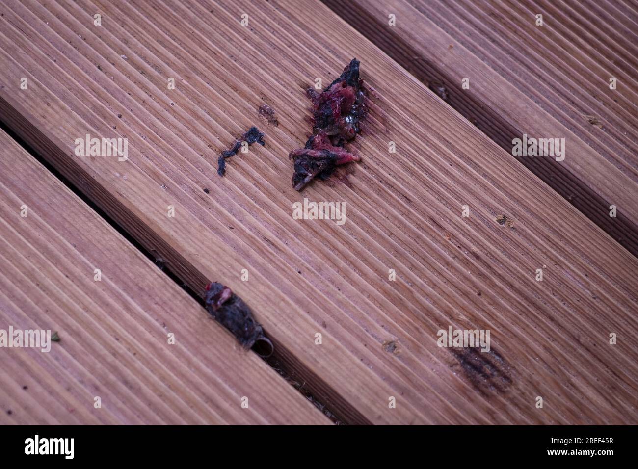 Deceased rodent hi-res stock photography and images - Alamy