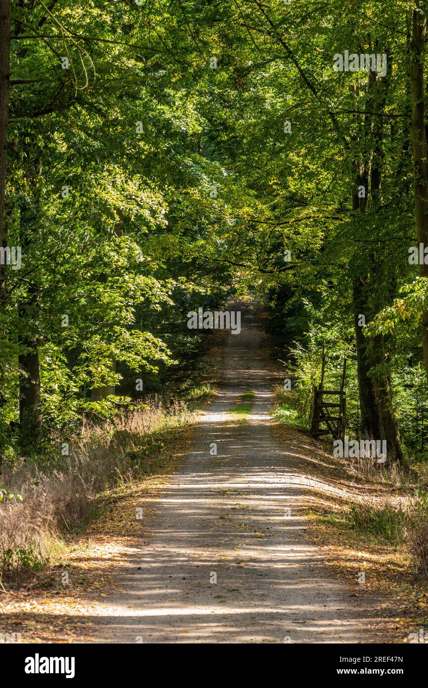 Path in a forest near Cesky Sternberk, Czech Republic Stock Photo - Alamy